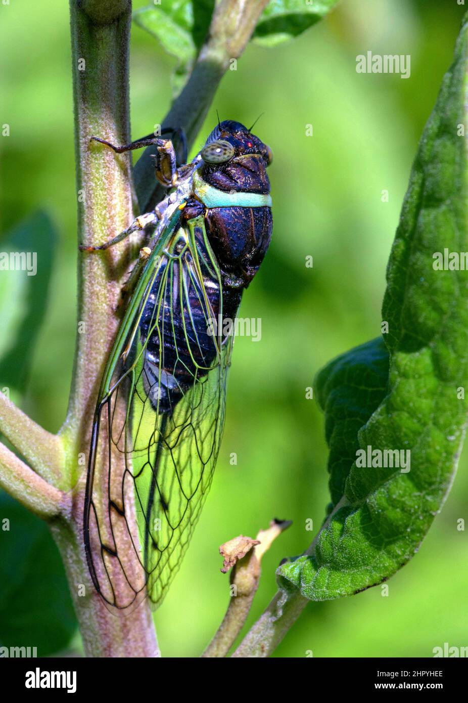 Vertical closeup shot of a cicada with transparent wings and light blue ...
