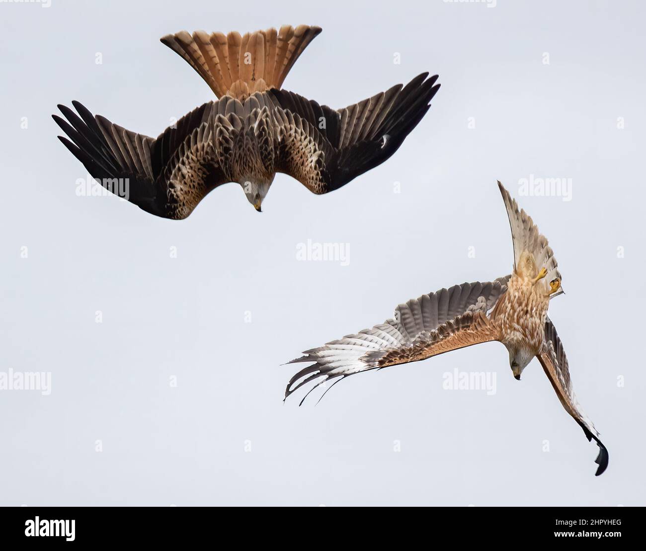 Hawks powerful beak hi-res stock photography and images - Alamy