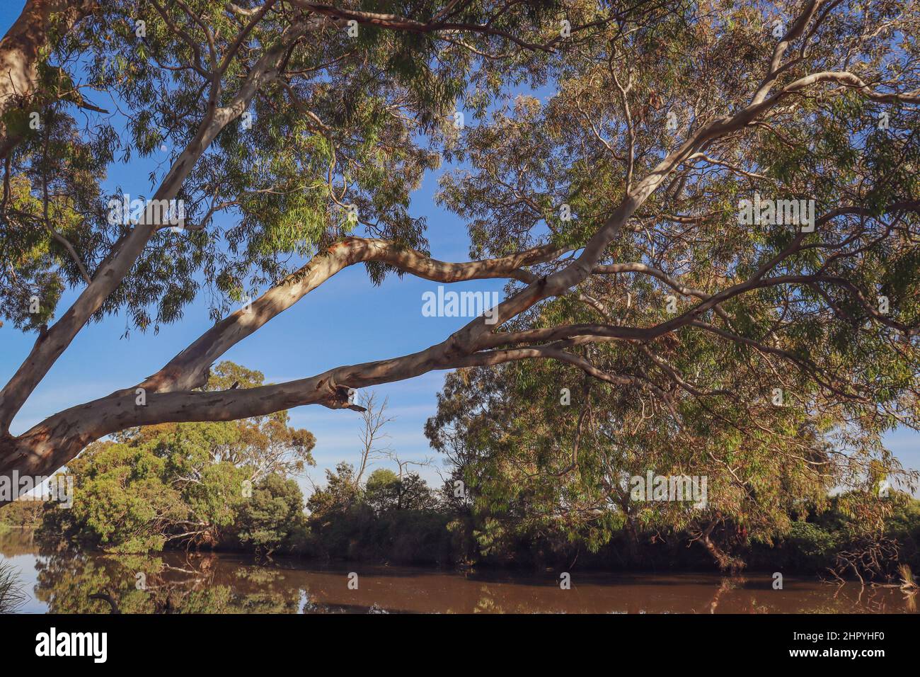 Natural view of a eucalyptus tree on the Werribee riverside in Victoria ...