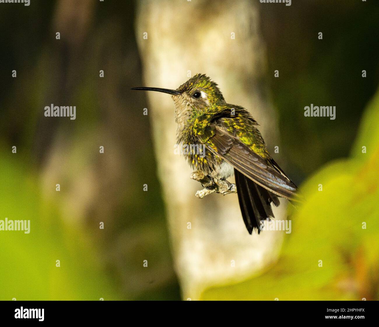 Small hummingbird with a long beak sitting on a tree branch and looking ...