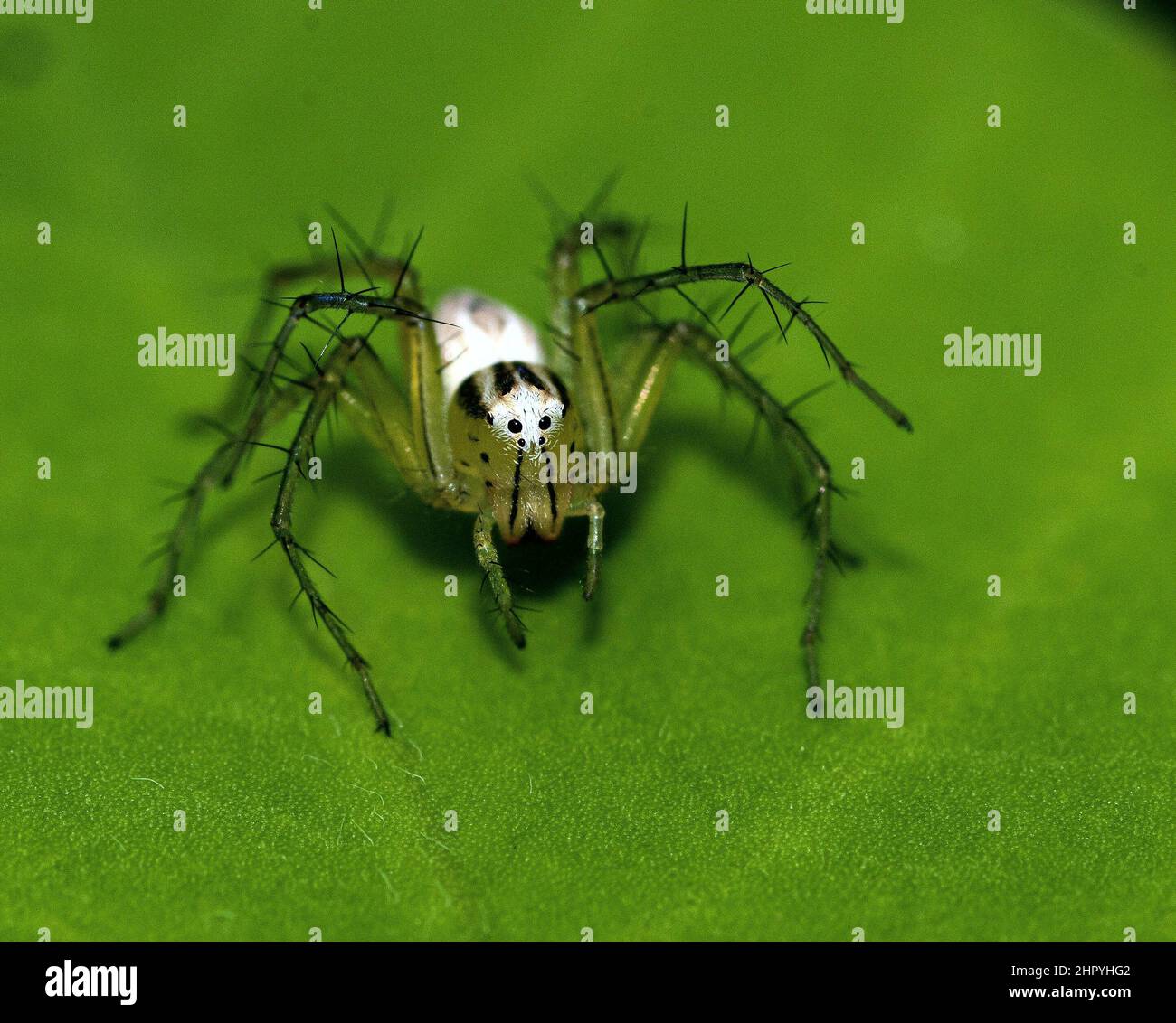 Closeup shot of a small spider with hairy feet sitting on a green leaf ...