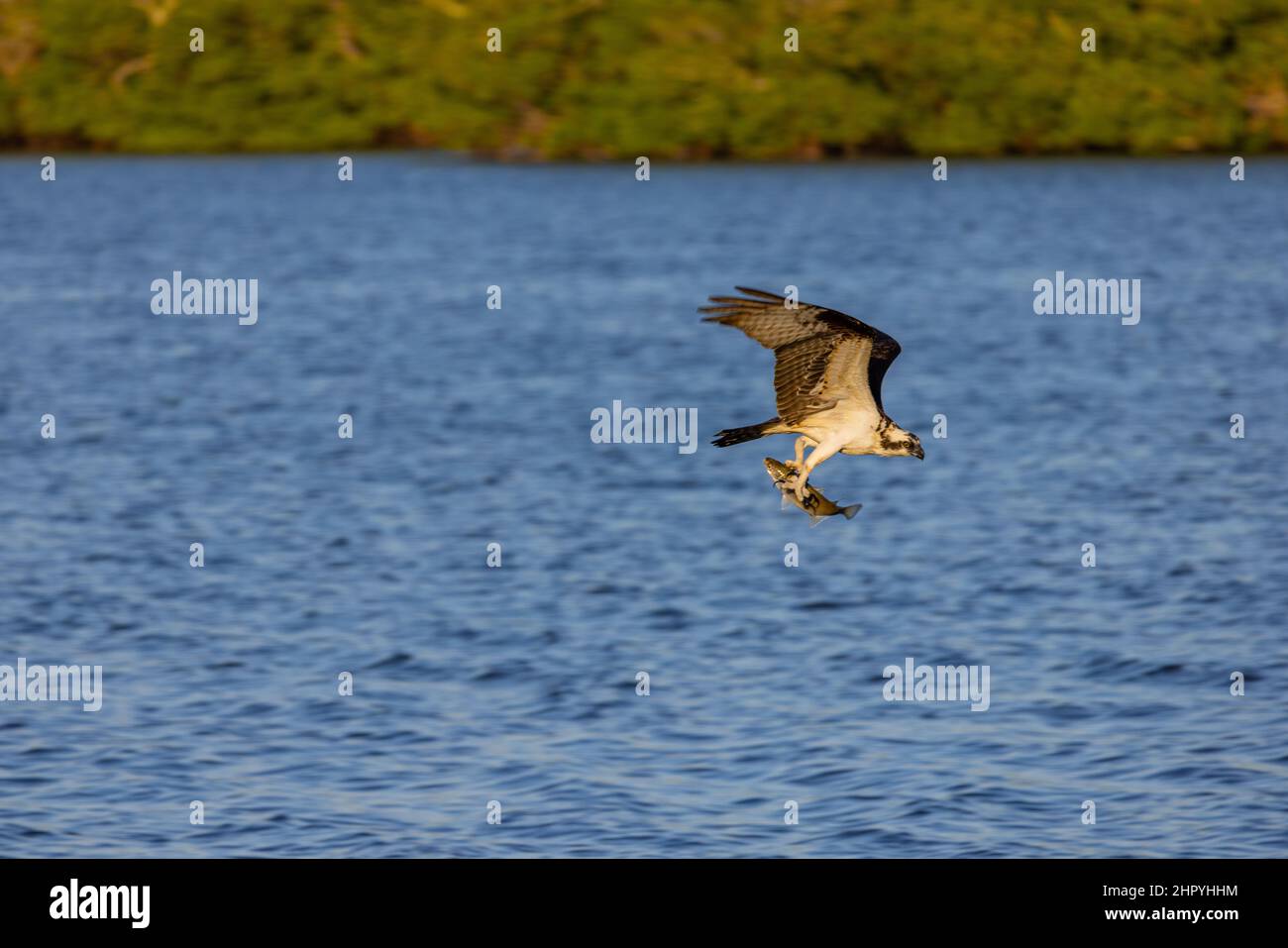 Flying osprey bird catching a fish over the water Stock Photo - Alamy