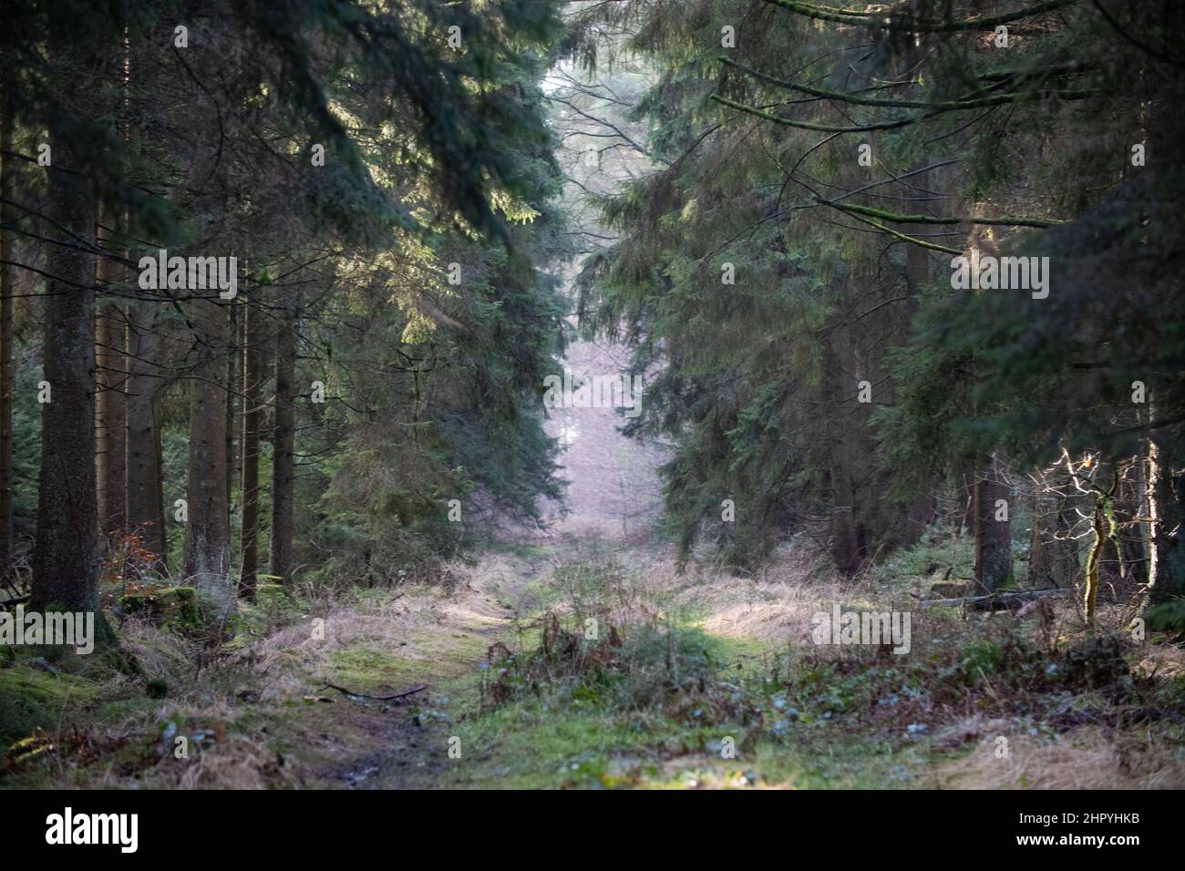 Forest landscape with tall green firs and bumpy road in the middle ...