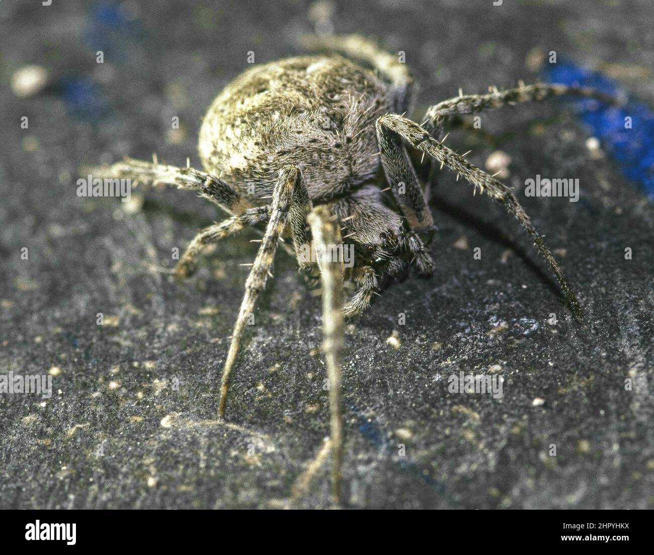 Closeup shot of light gray spider with gray on the background Stock ...