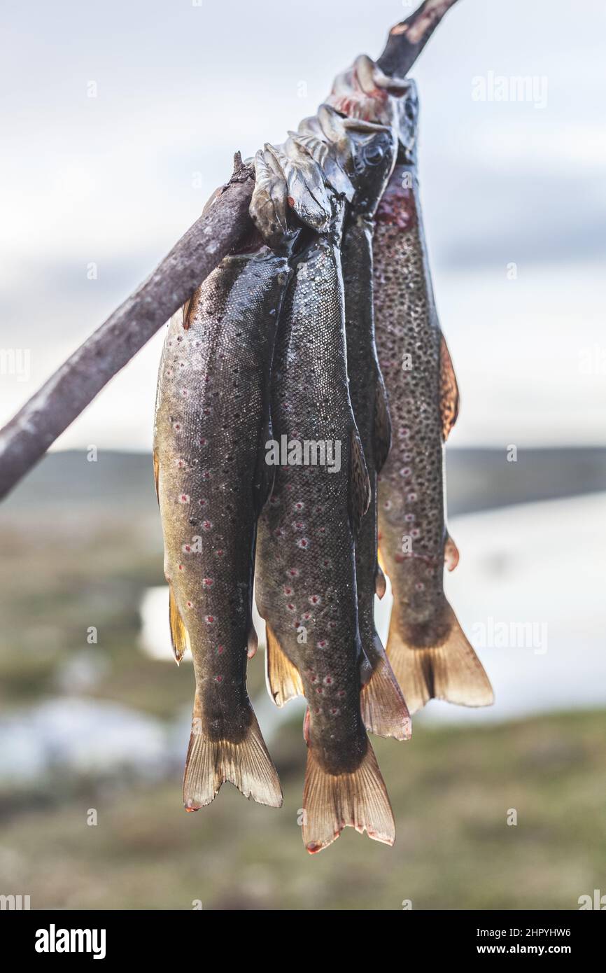 Vertical shot of three fish on a wooden stick on the nature background ...