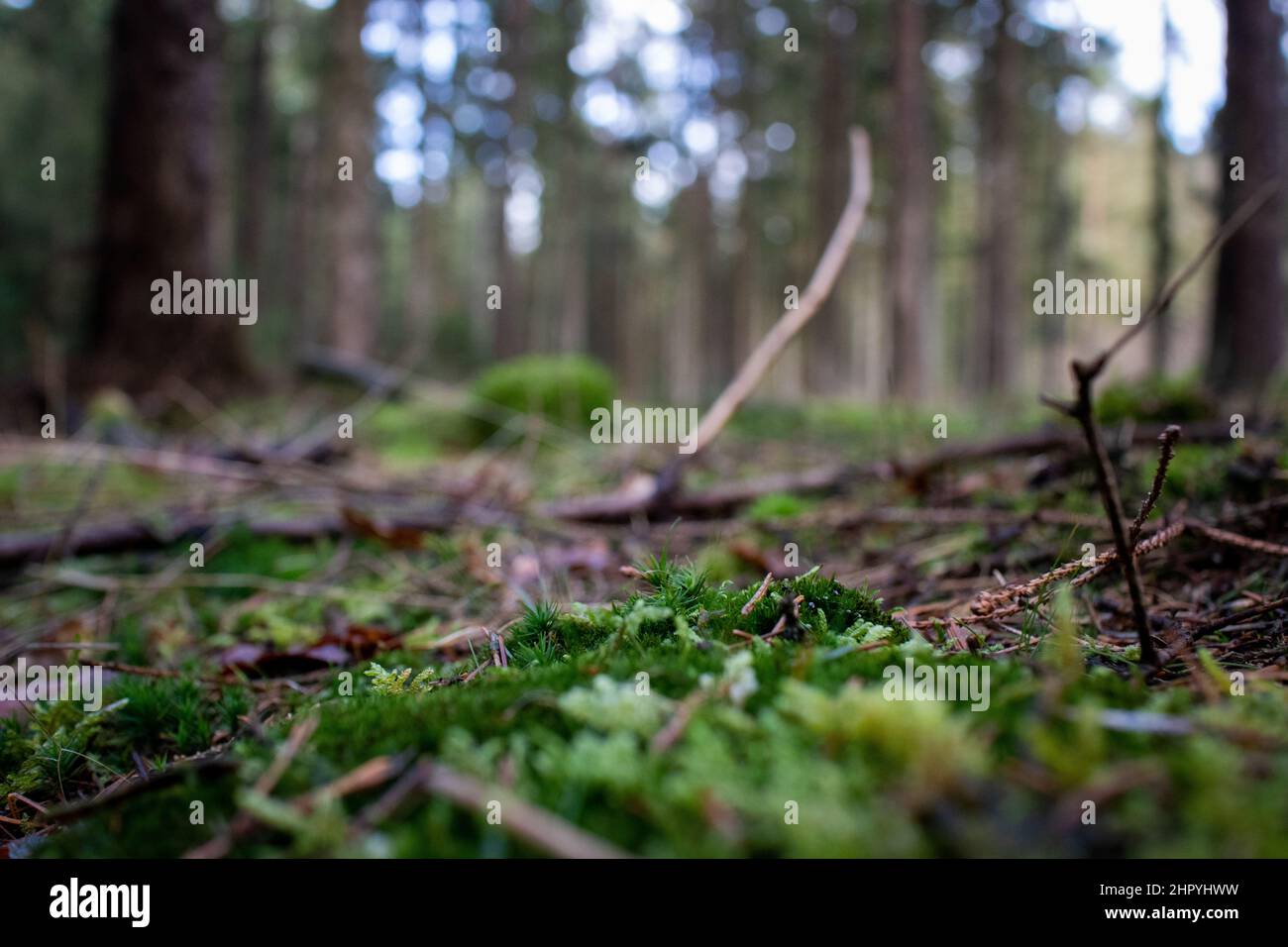 Dried tree branches lying on the ground with big trees on the ...