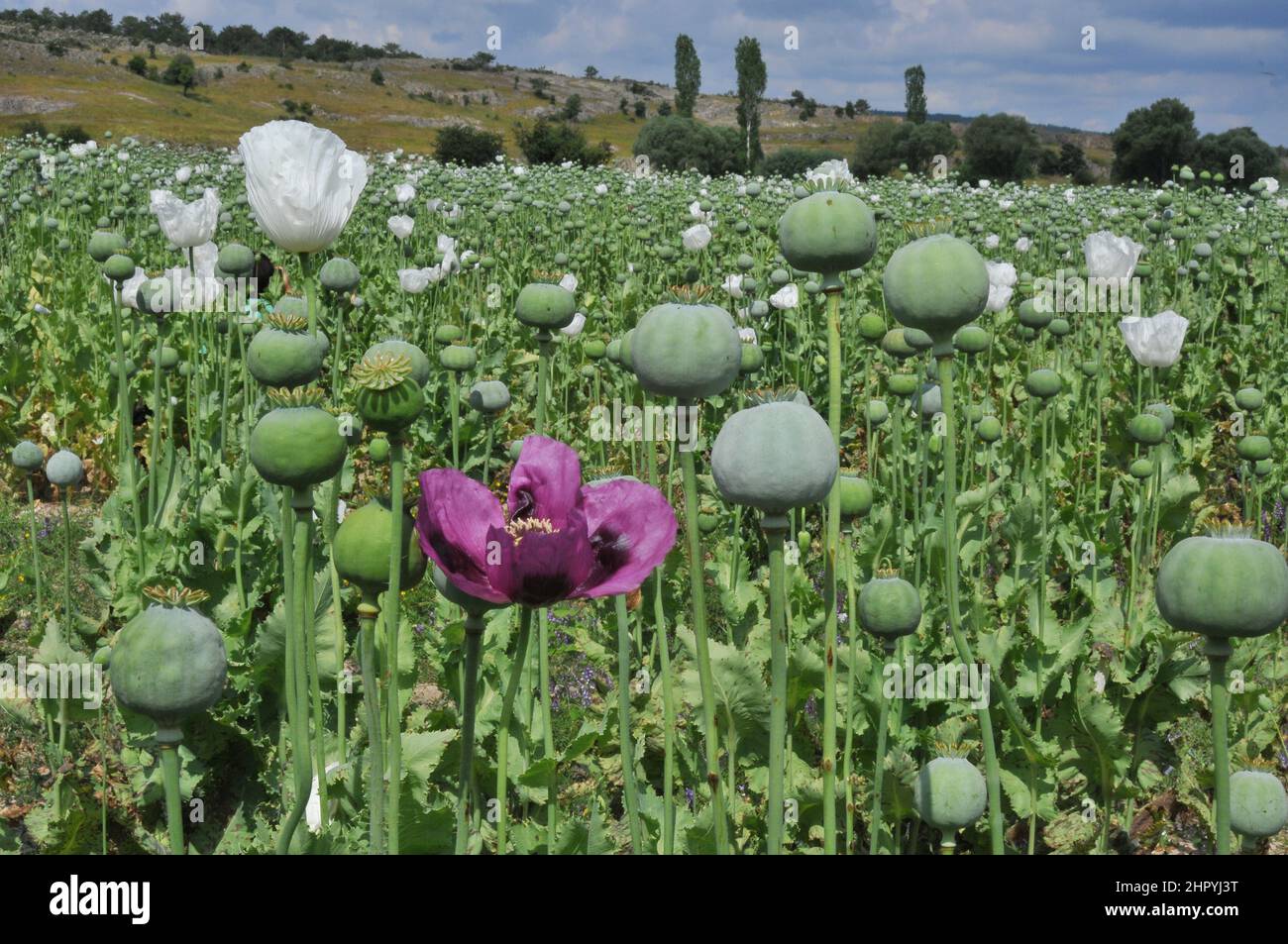 opium flower on the field Stock Photo - Alamy