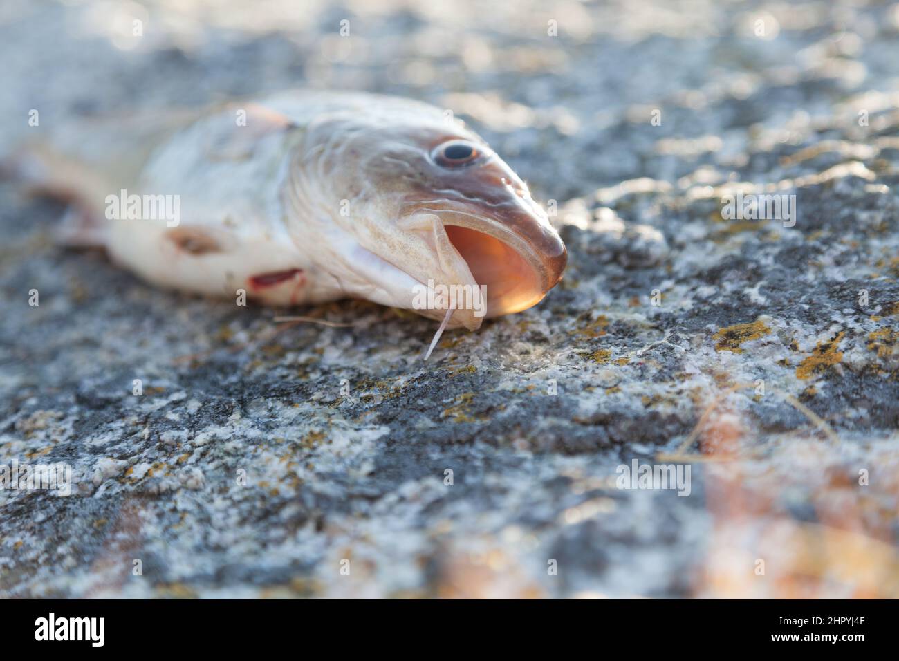 Closeup of a dead fish with open mouth on the ground Stock Photo - Alamy