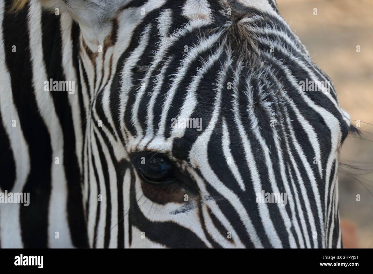 Closeup of the face of a zebra Stock Photo - Alamy