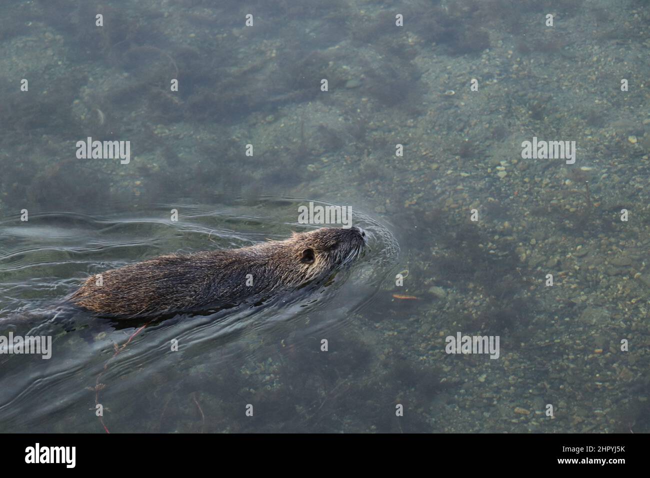 Nutria swimming in a water Stock Photo - Alamy