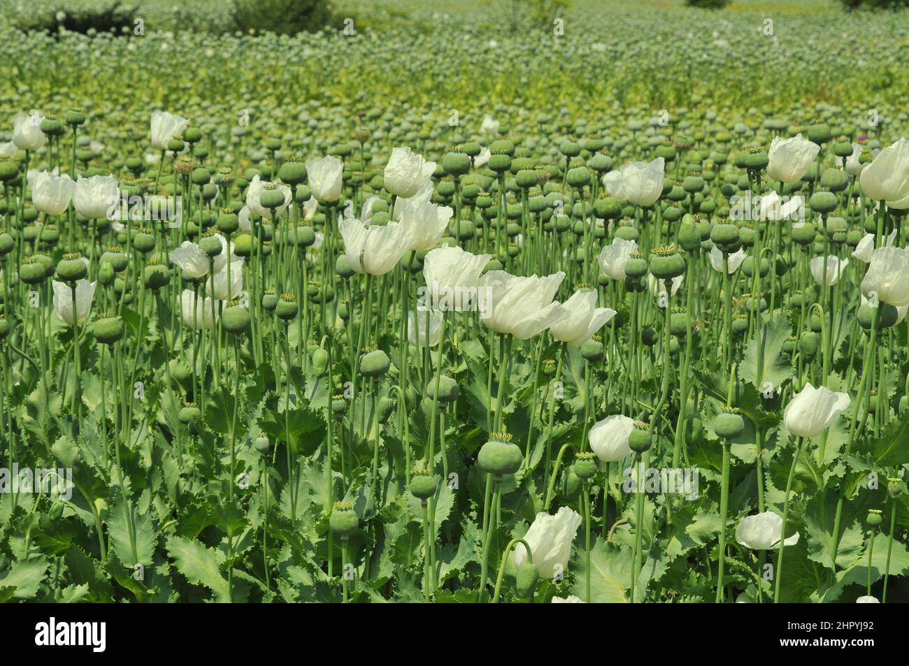 opium flower on the field Stock Photo - Alamy