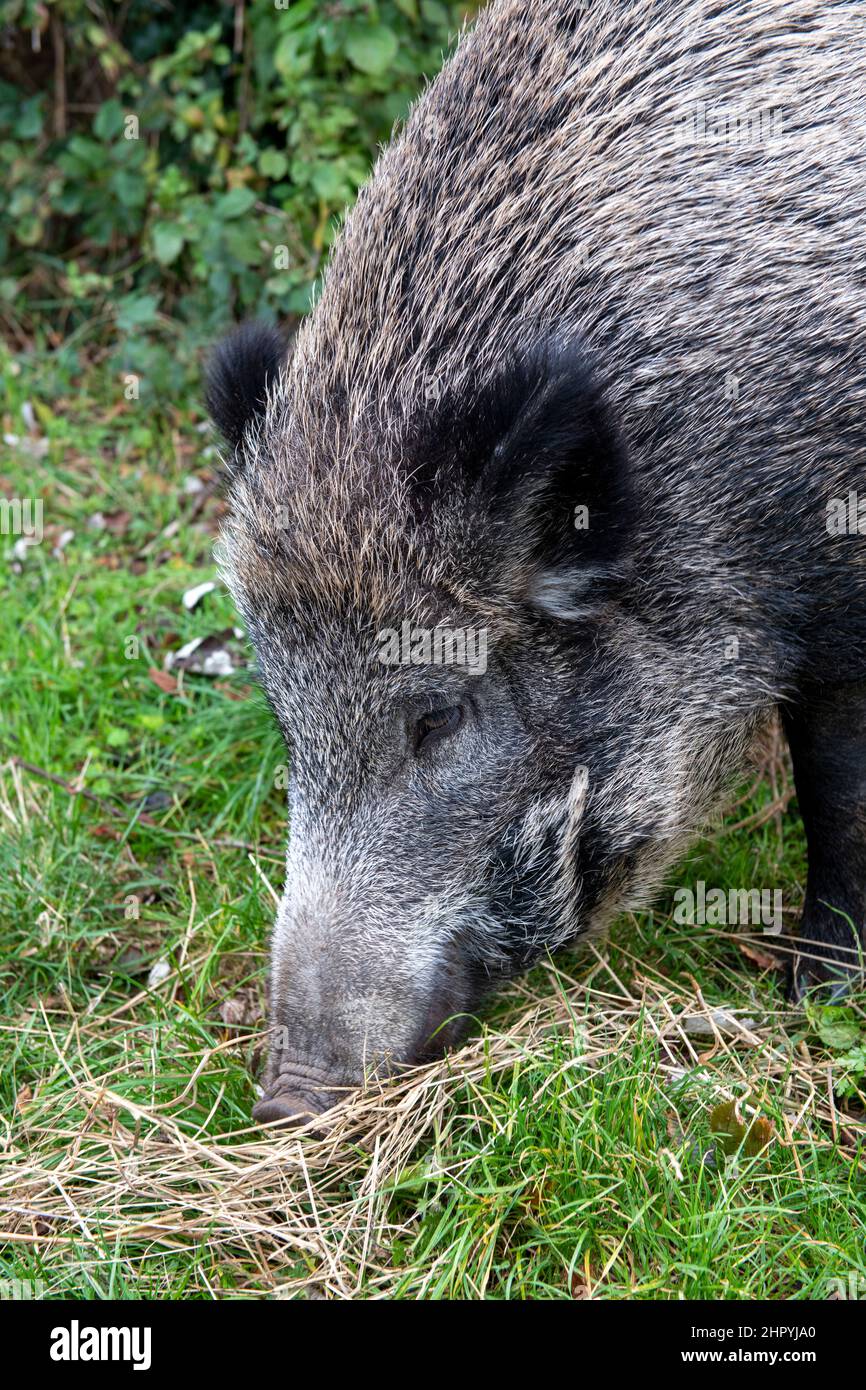 A 3 year old female wild boar, nicknamed 'Titine', who is used to human ...