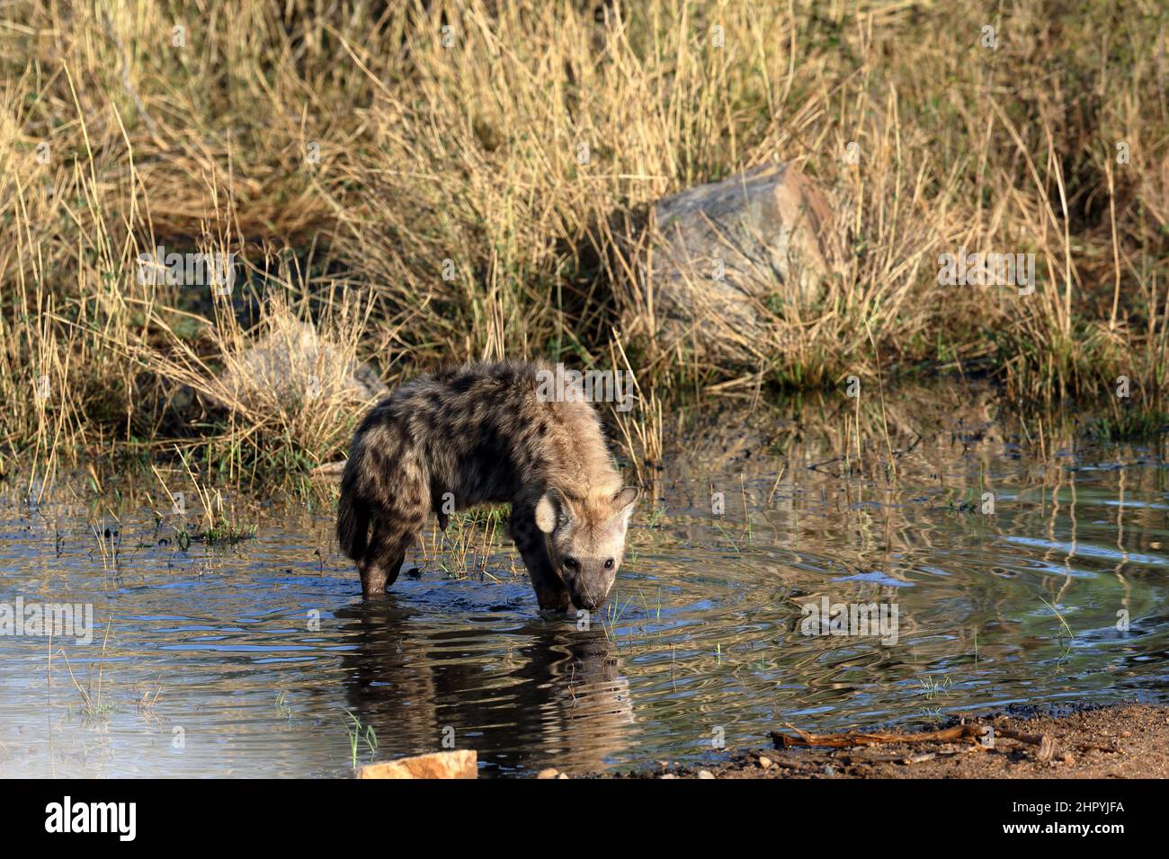 Young hyena drinking water from a small pool Stock Photo - Alamy