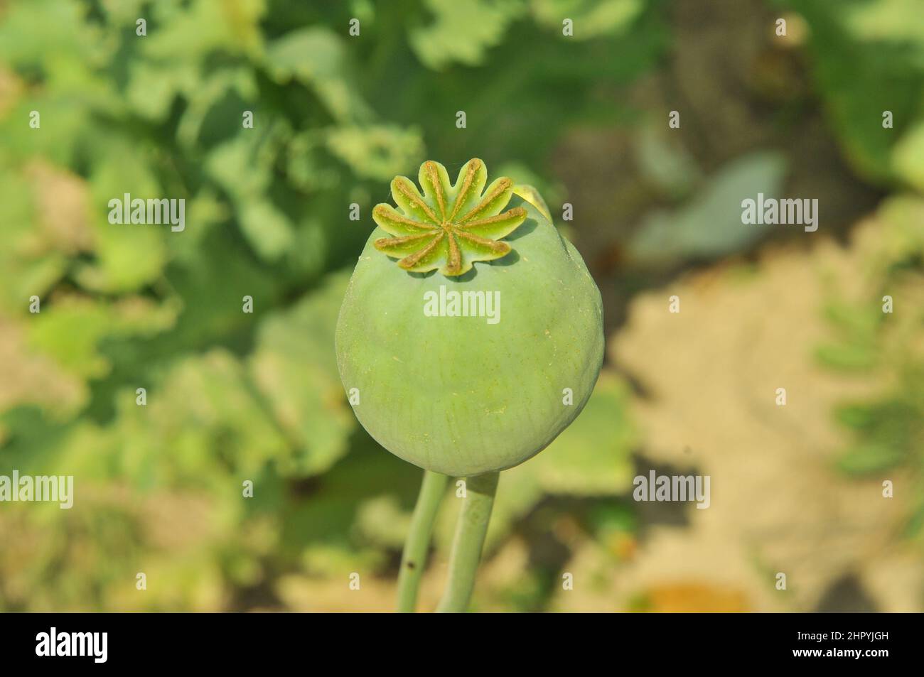 Turkey afyon poppy seed papaver hi-res stock photography and images - Alamy