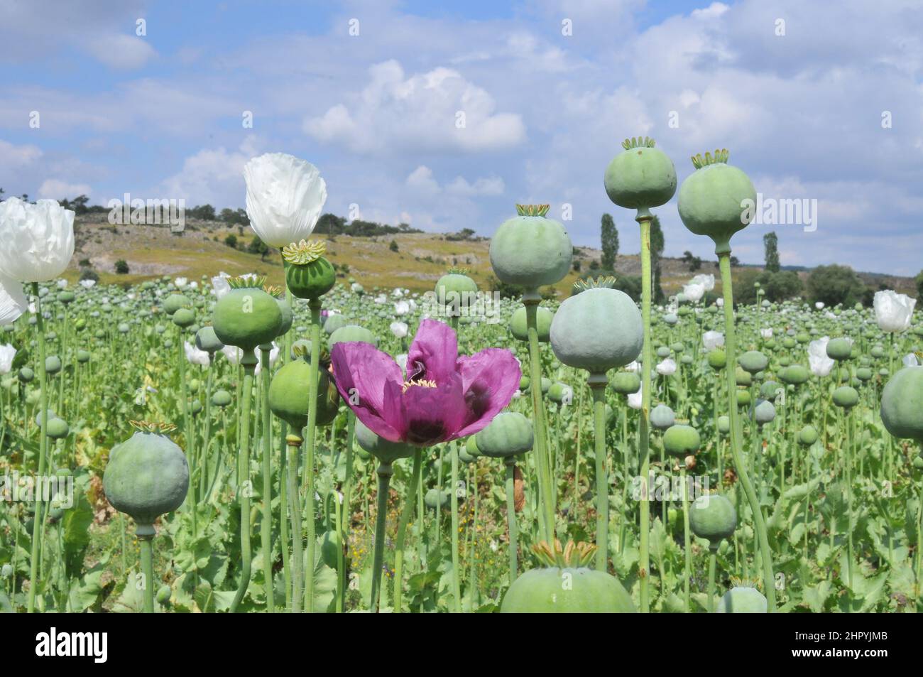 opium flower on the field Stock Photo - Alamy