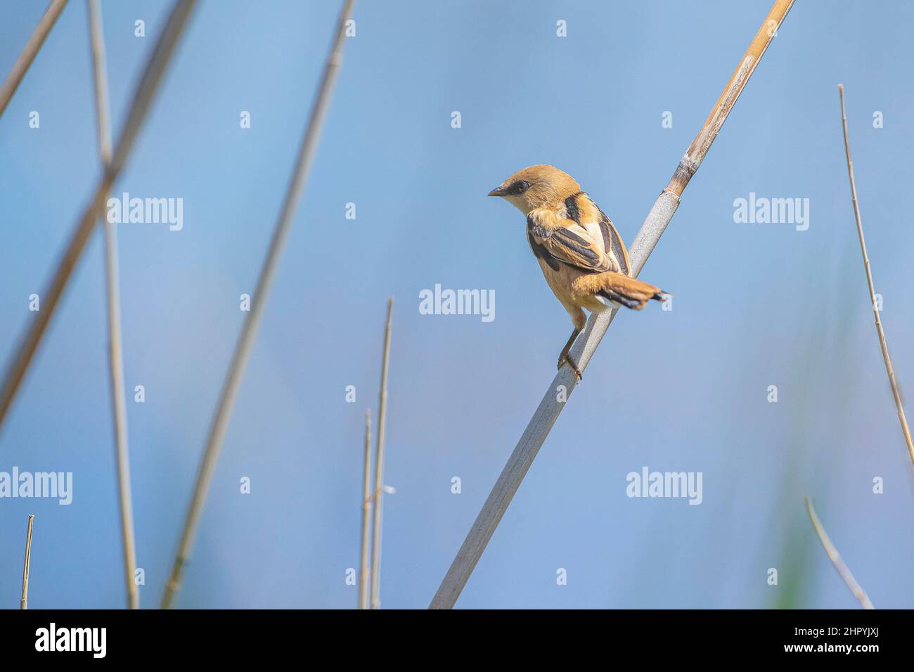 Bearded reedlings hi-res stock photography and images - Alamy