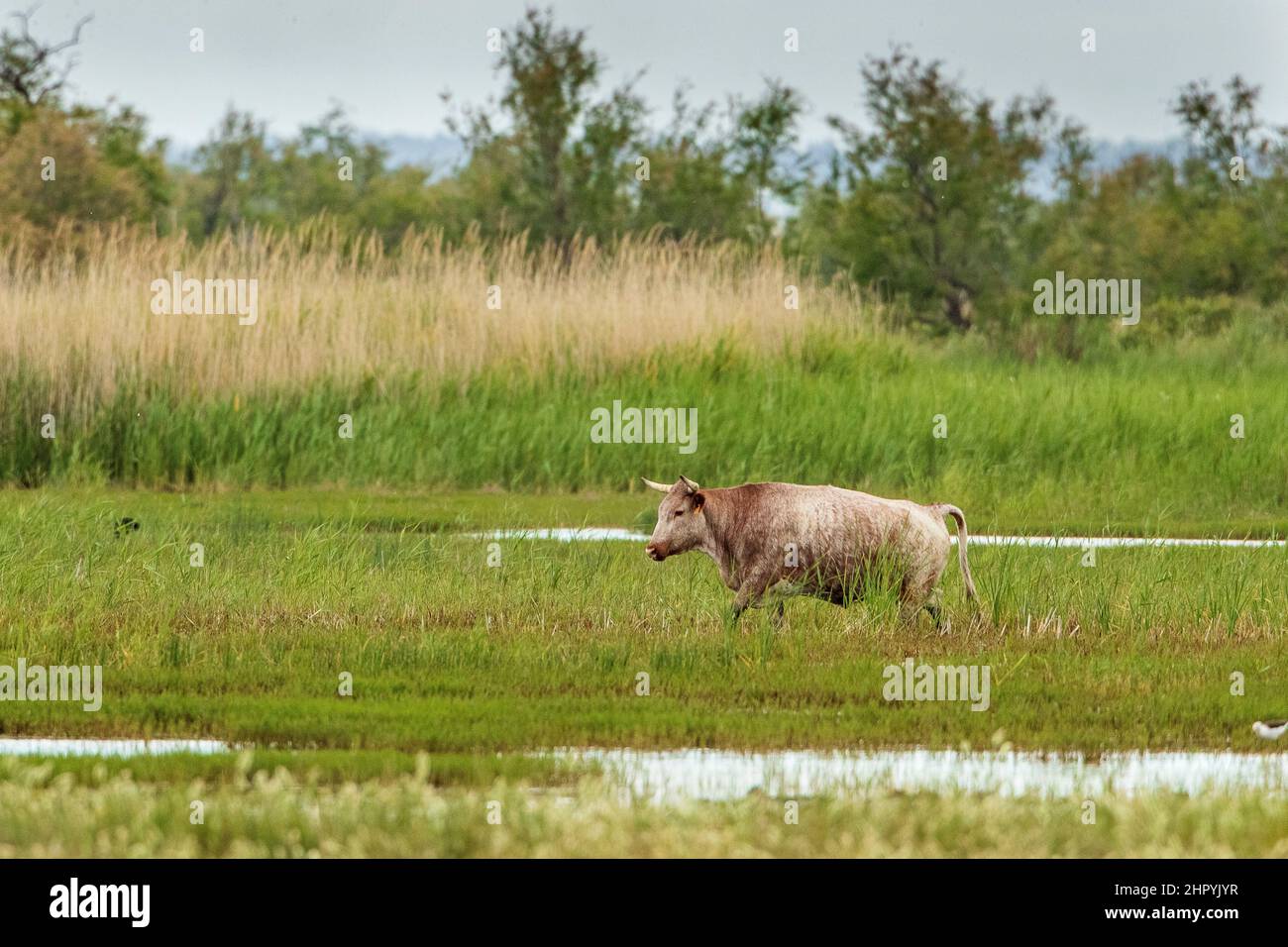 Brava cow in a marsh in the Camargue, France Stock Photo - Alamy