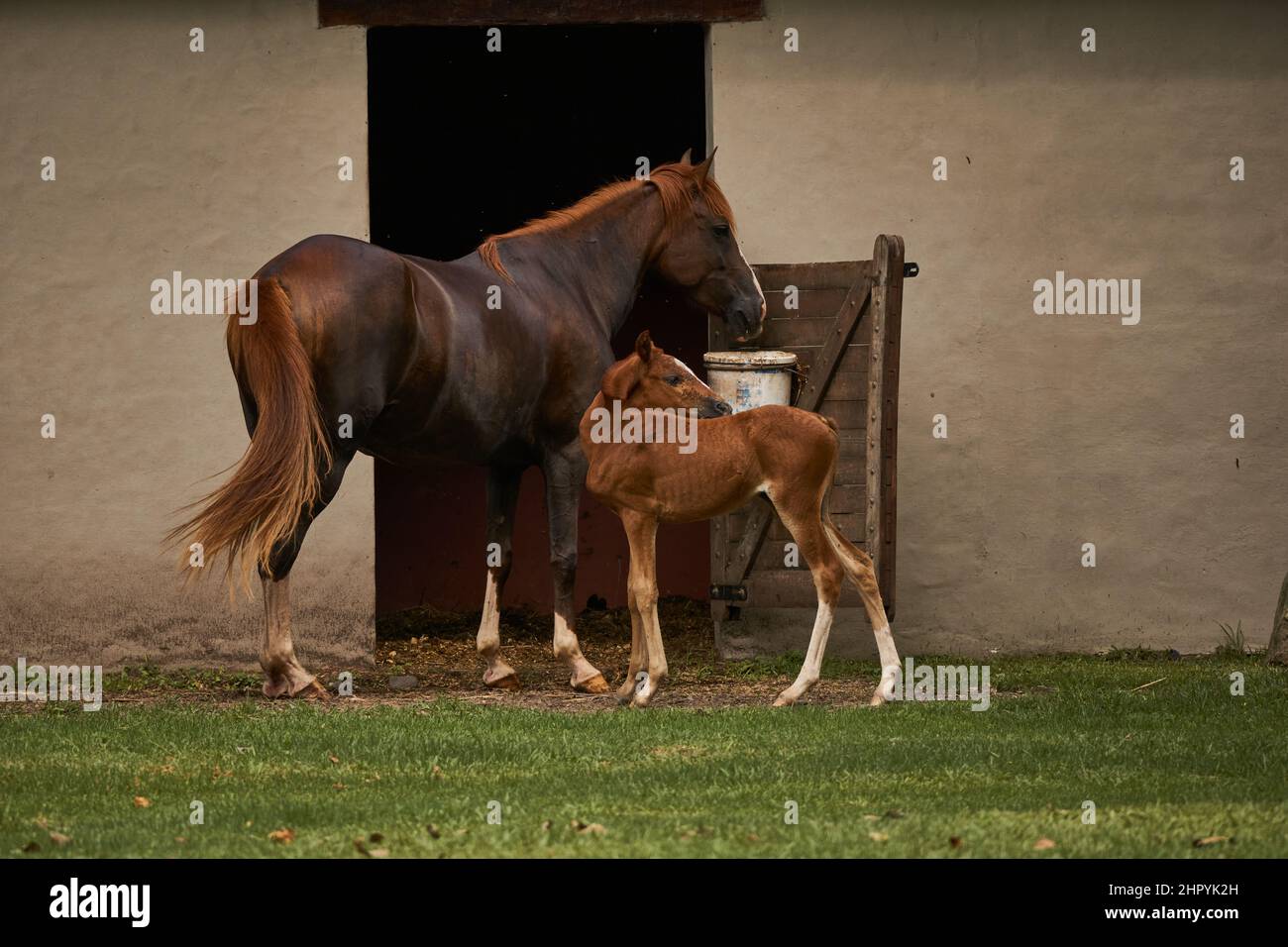 Photo of a horse and pony in front of a barn in a farm Stock Photo - Alamy