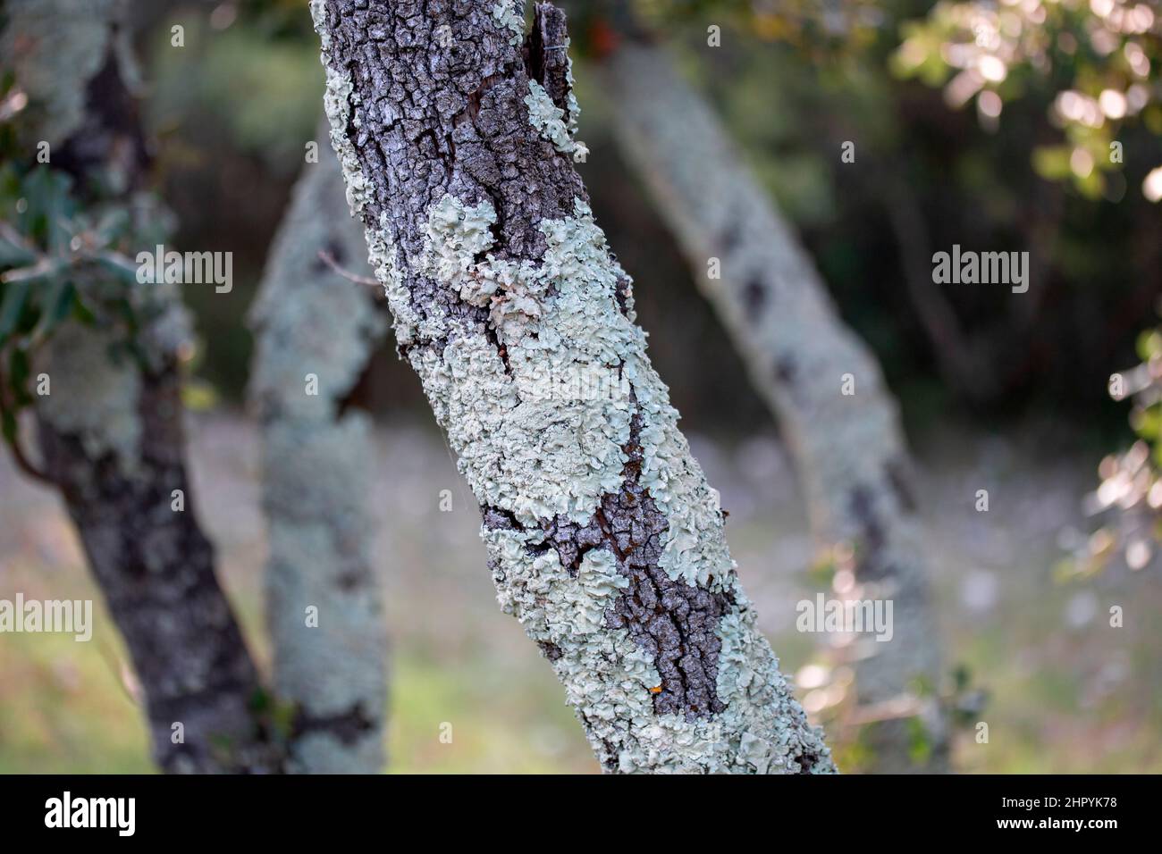 Lichen assemblage dominated by foliaceous lichens (Parmeliaceae) on ...