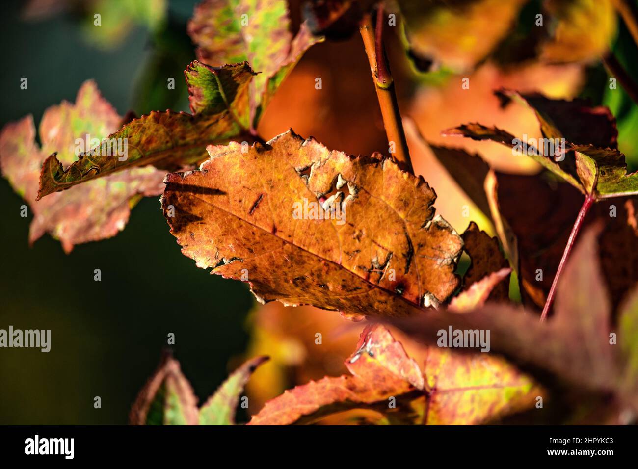 Closeup shot of dried tree leaves Stock Photo - Alamy