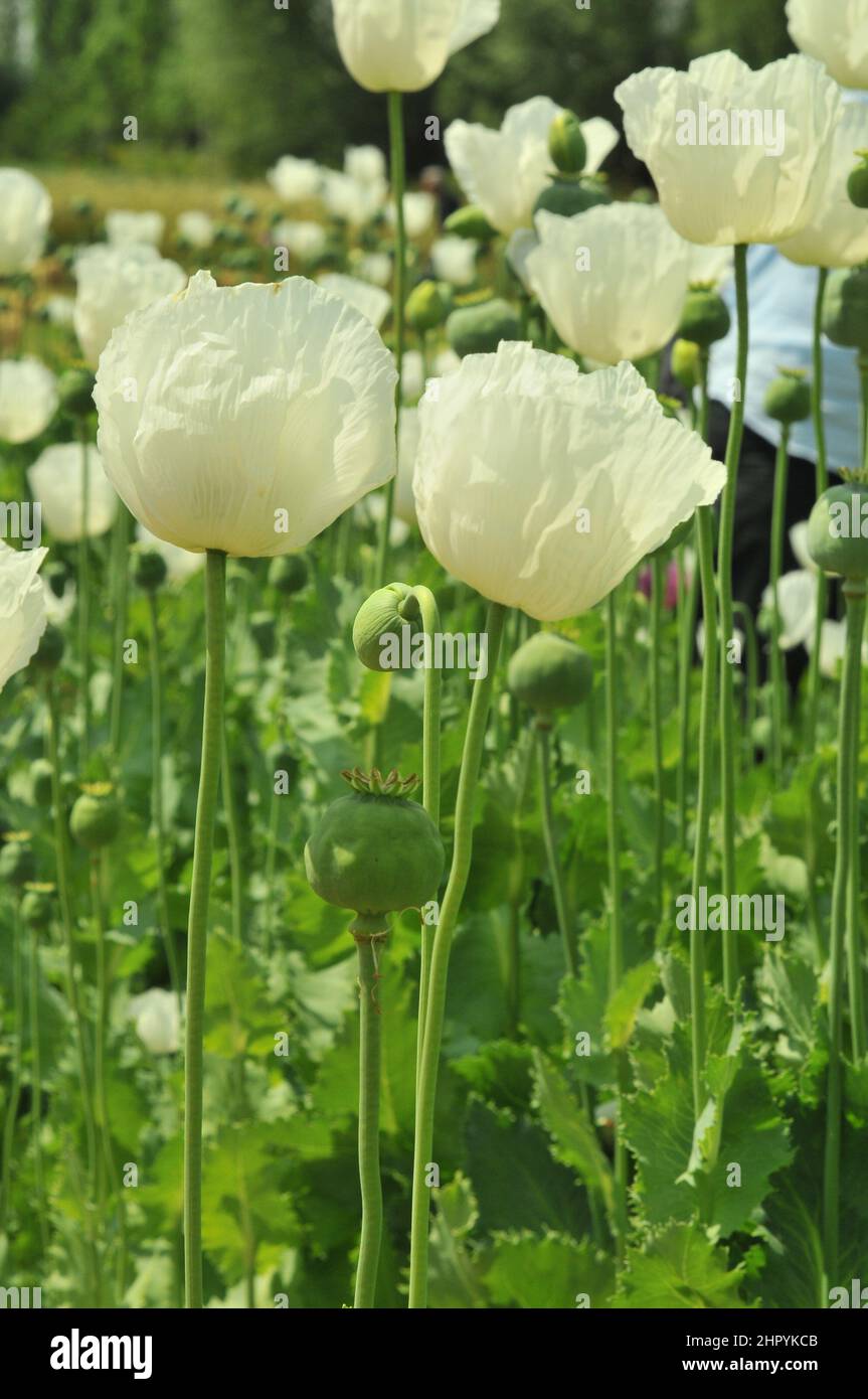 Opium cultivation hi-res stock photography and images - Alamy