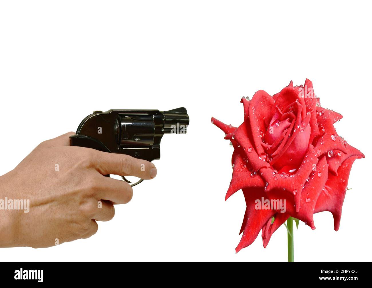hand holding revolver gun pointing to red rose with drop of water on ...