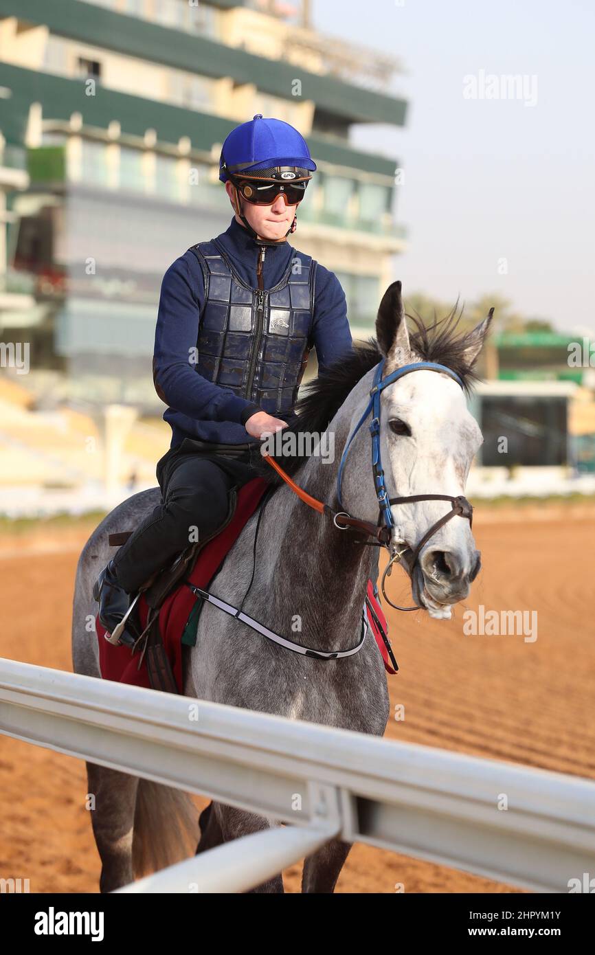 Saudi princess horse hi-res stock photography and images - Alamy