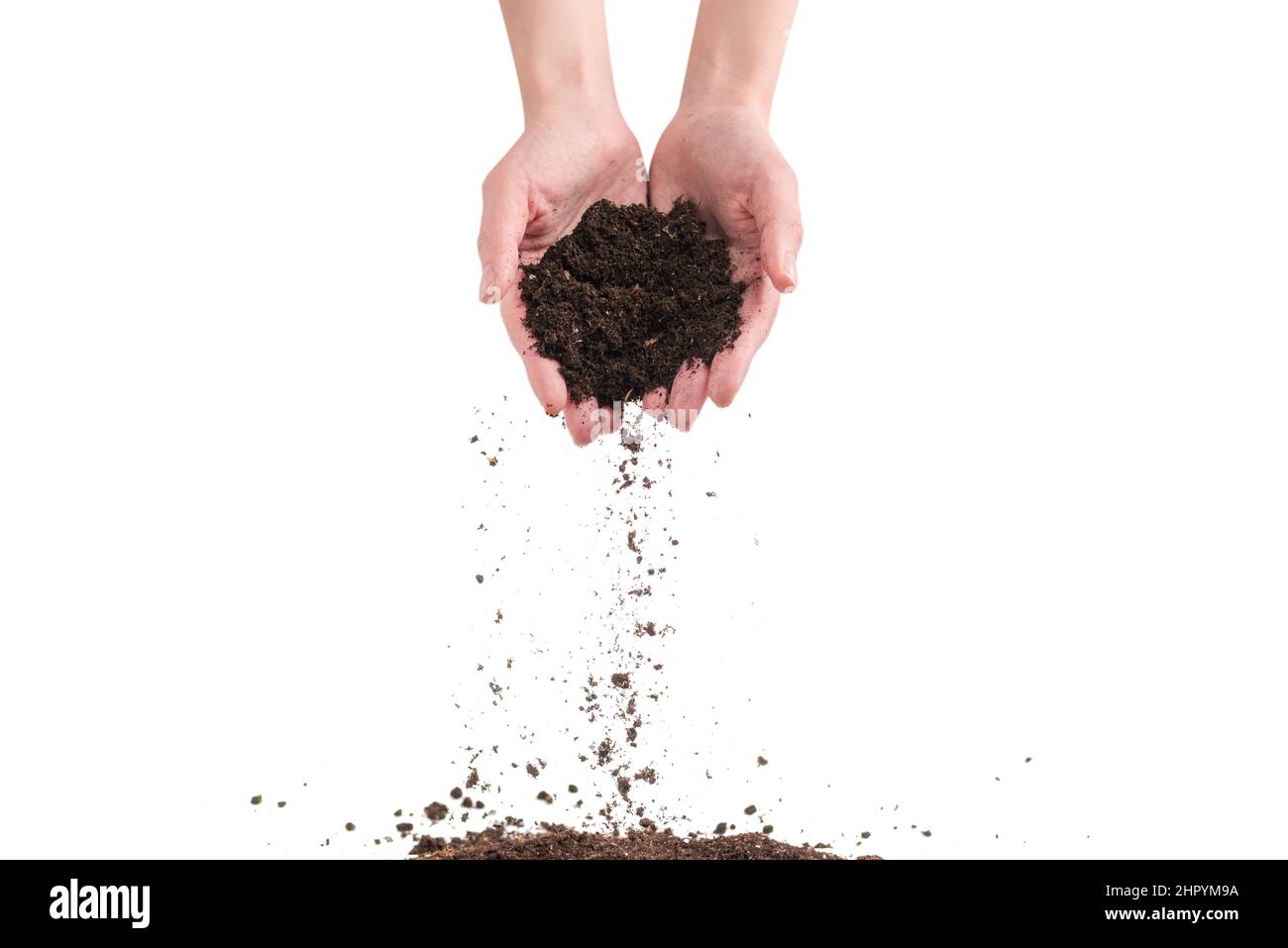 Brown soil in woman hands isolated on white background. The soil falls ...