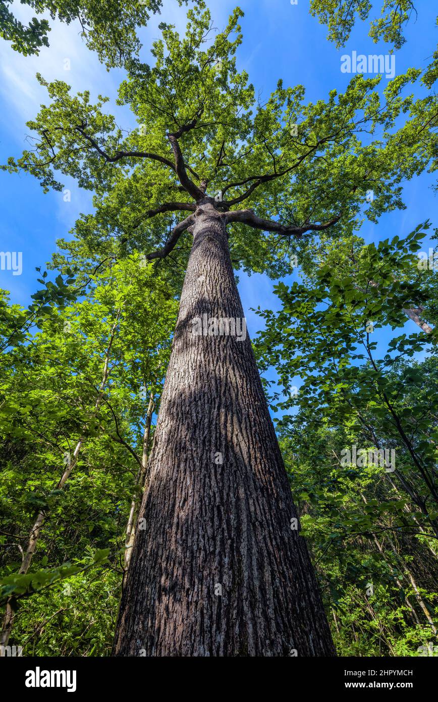Oak of the Star. Durmast oak (Quercus petraea), about 300 years old and ...
