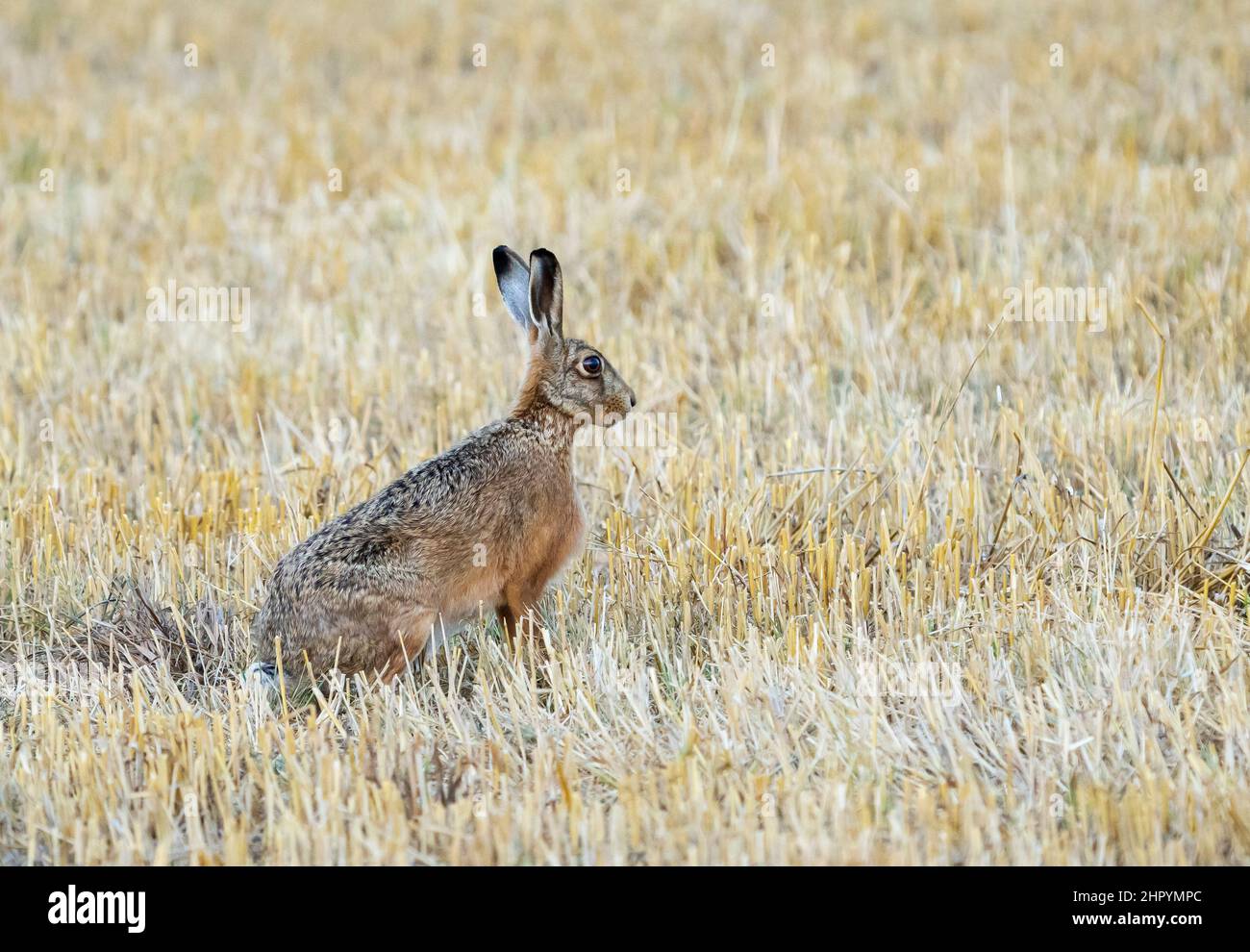 Brown hare (Lepus europaeus) standing amongst stubbles, England Stock ...