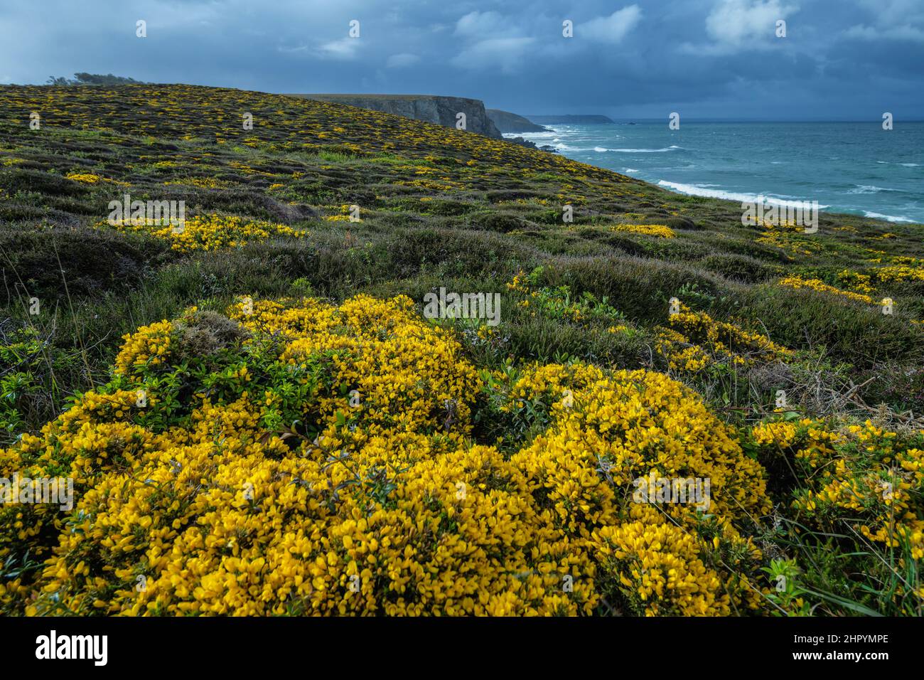 European gorse and heather moor in Brittany. Presqu'ile de Crozon ...