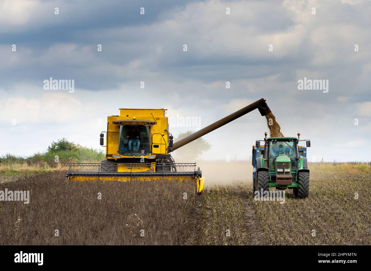 Combine harvester harvesting Field beans (Vicia faba), England Stock ...