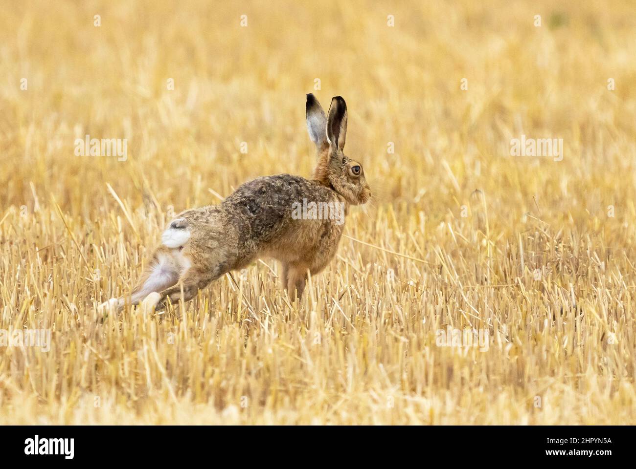 Brown hare (Lepus europaeus) stretching amongst stubbles, England Stock ...