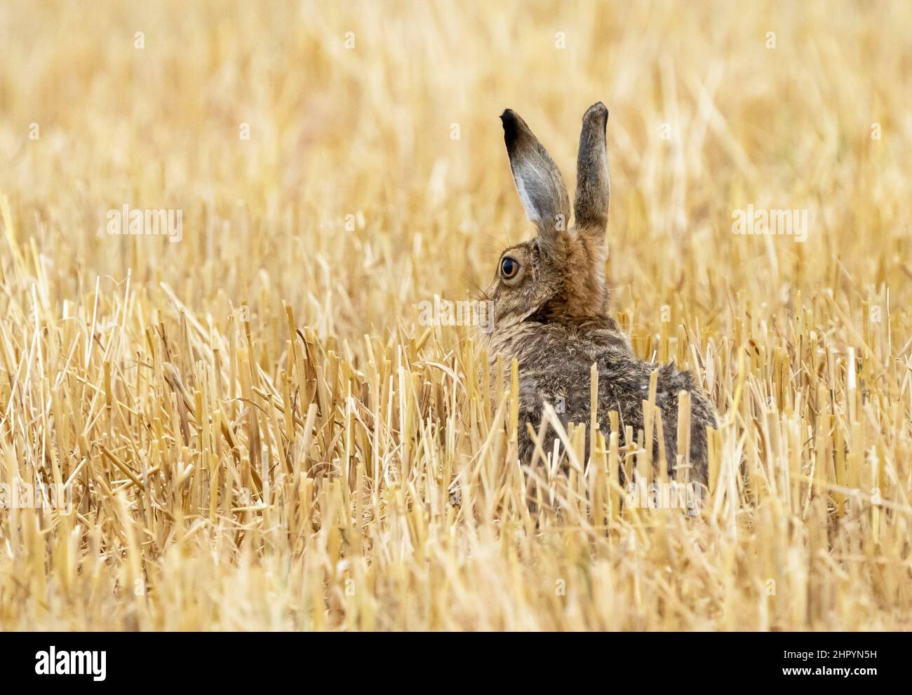 Brown hare (Lepus europaeus) amongst stubbles, England Stock Photo - Alamy