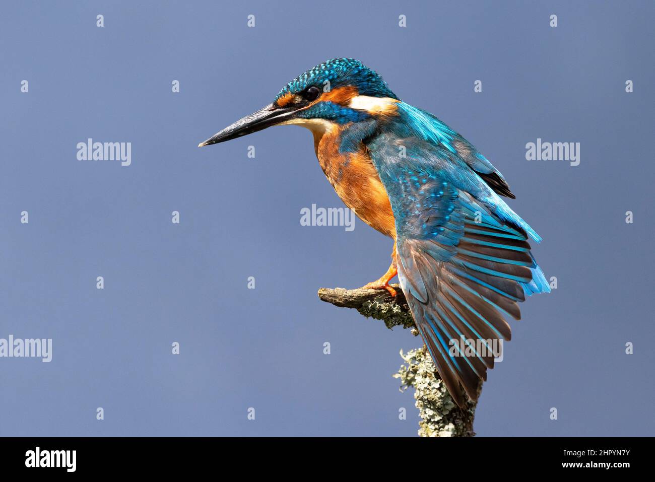 Kingfisher (Alcedo atthis) stretching his wing, England Stock Photo - Alamy