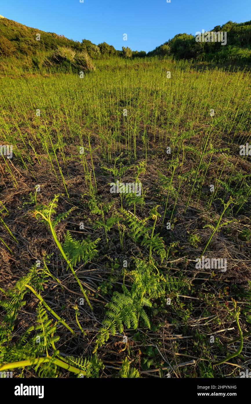 Bracken fern (Pteridium aquilinum), Trebeurden, Cotes d'Armor, Brittany ...