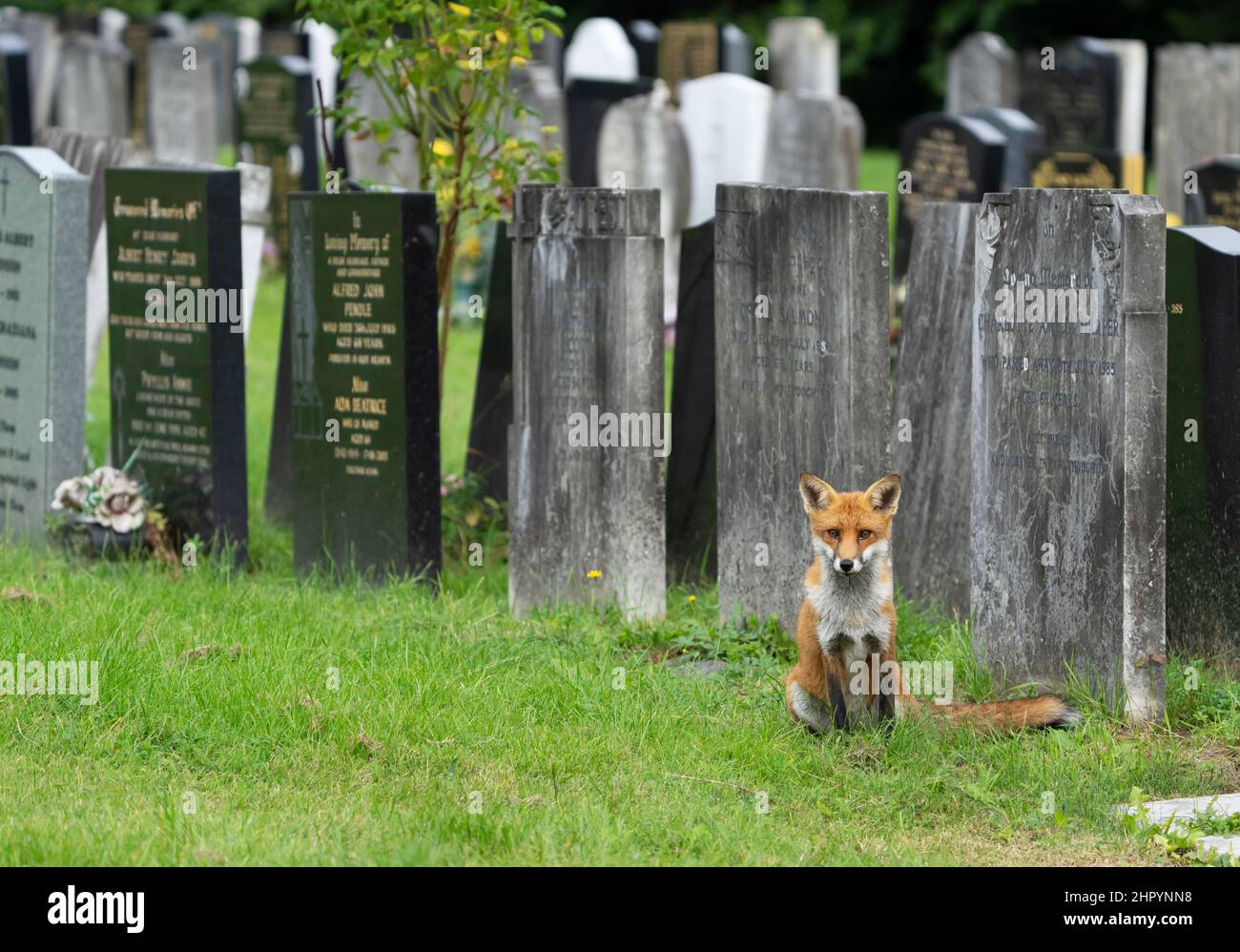 Human predation hi-res stock photography and images - Alamy