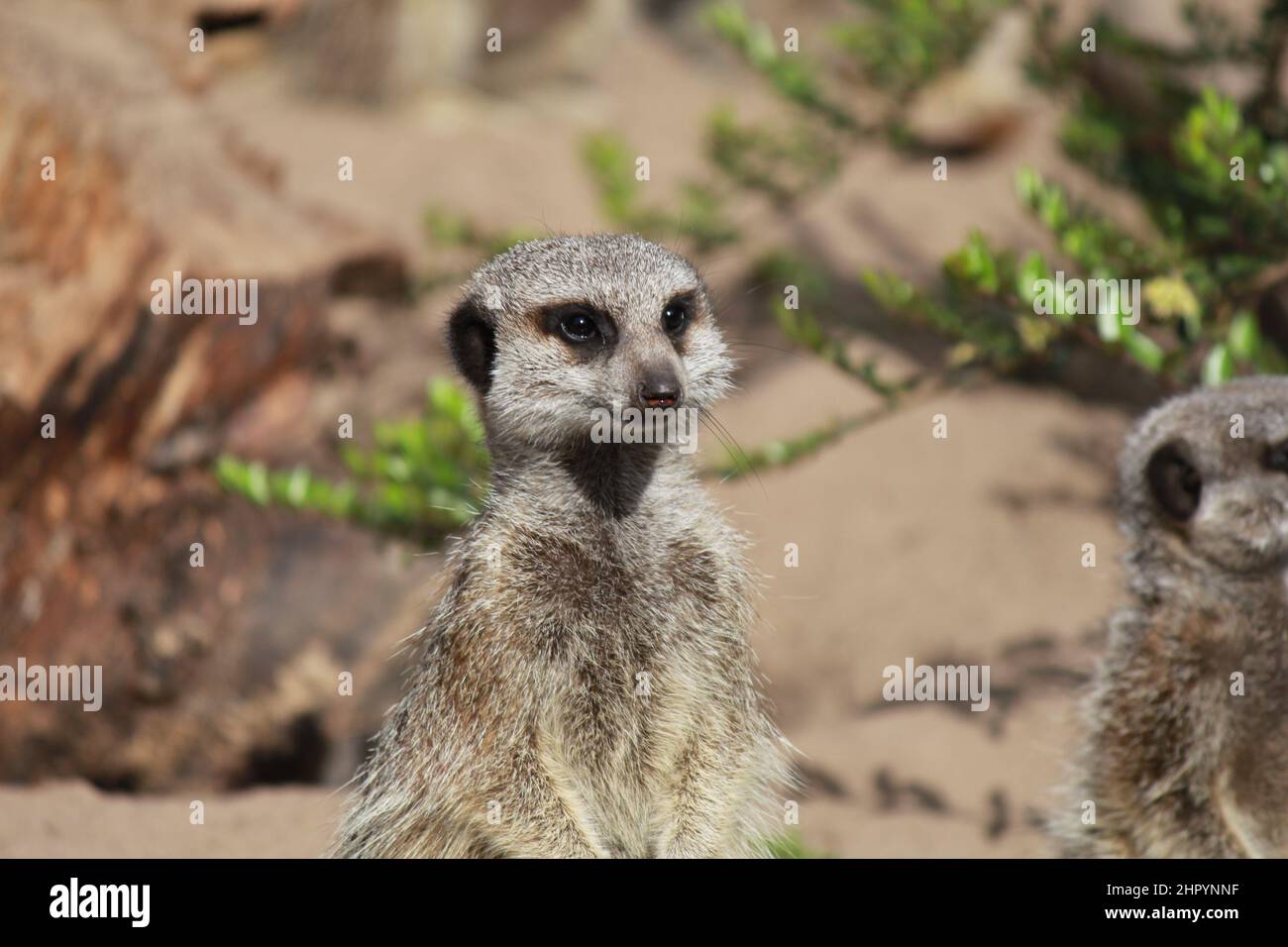 Funny meerkat hi-res stock photography and images - Alamy