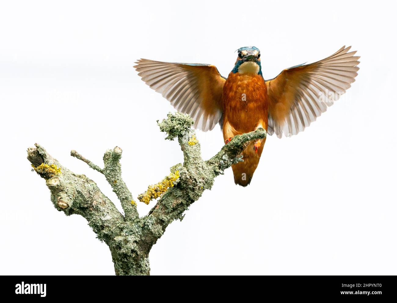 Adult with open wings Cut Out Stock Images & Pictures - Alamy