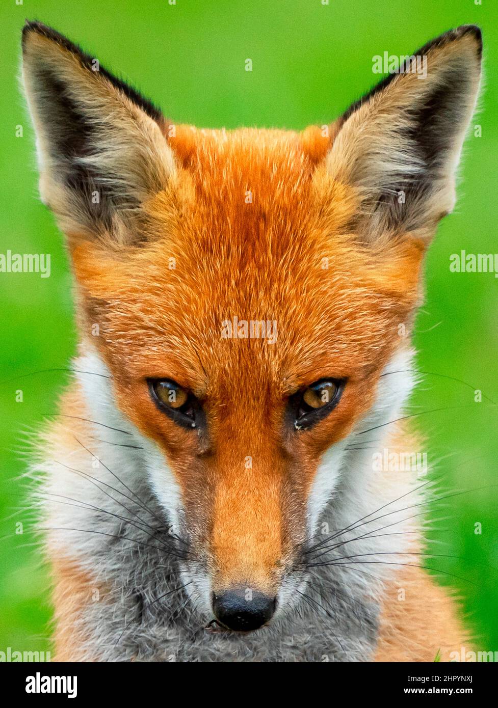 Red fox (Vulpes vulpes) head details, England Stock Photo - Alamy