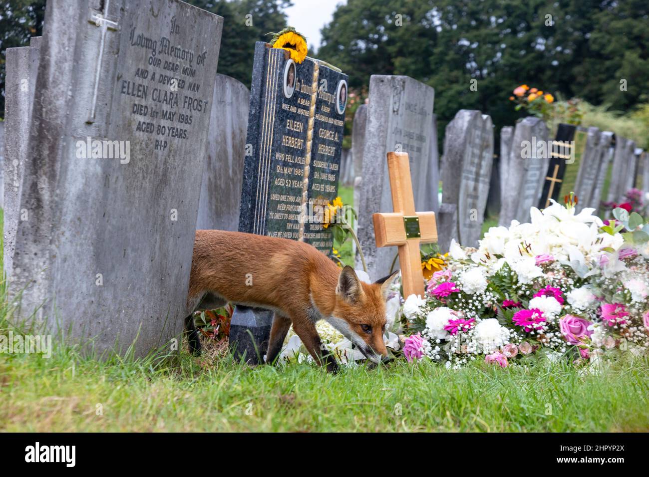 Red fox (Vulpes vulpes) standing in a cemetery, England Stock Photo - Alamy