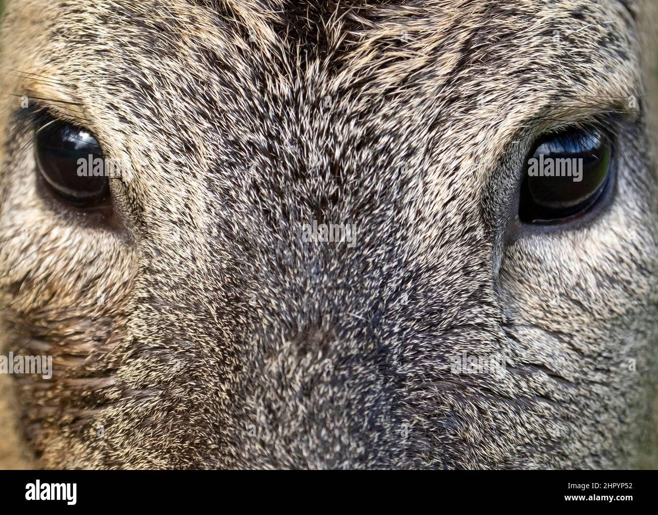 Roe deer (Capreolus capreolus) eyes, England Stock Photo - Alamy