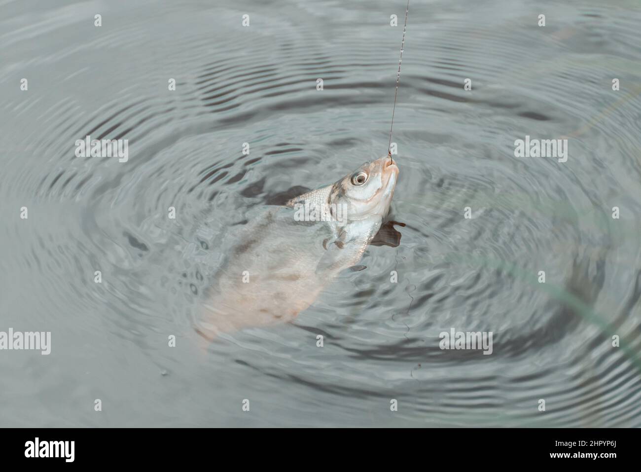 Fishhook fish hi-res stock photography and images - Alamy