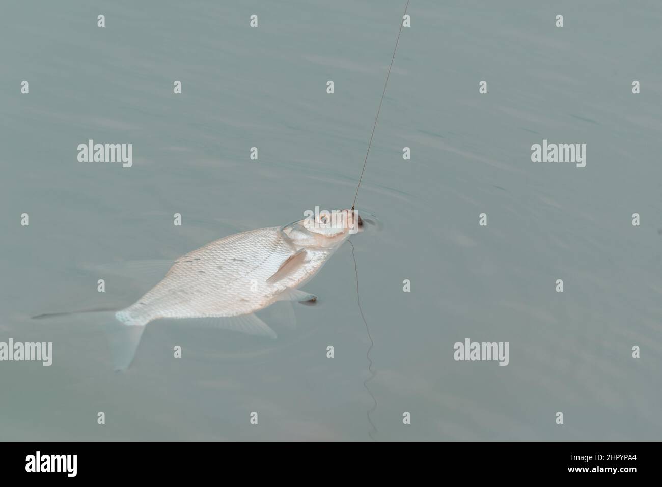 Fishhook fish hi-res stock photography and images - Alamy