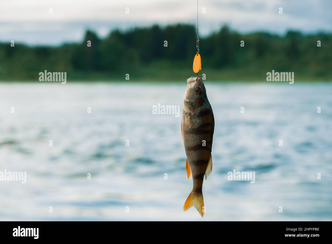 Common perch hi-res stock photography and images - Alamy