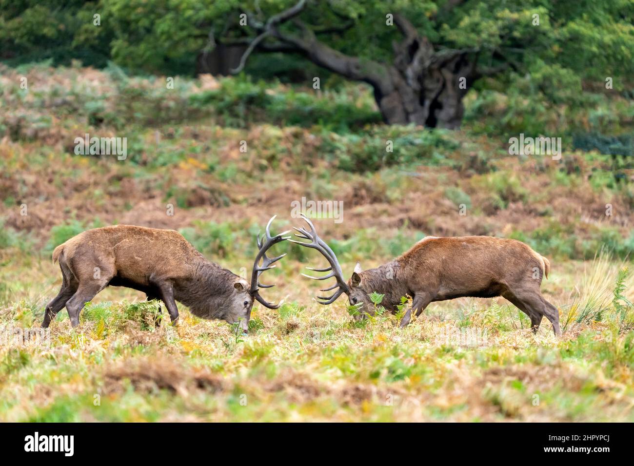 Red deer (Cervus elaphus) stag fighting, England Stock Photo - Alamy