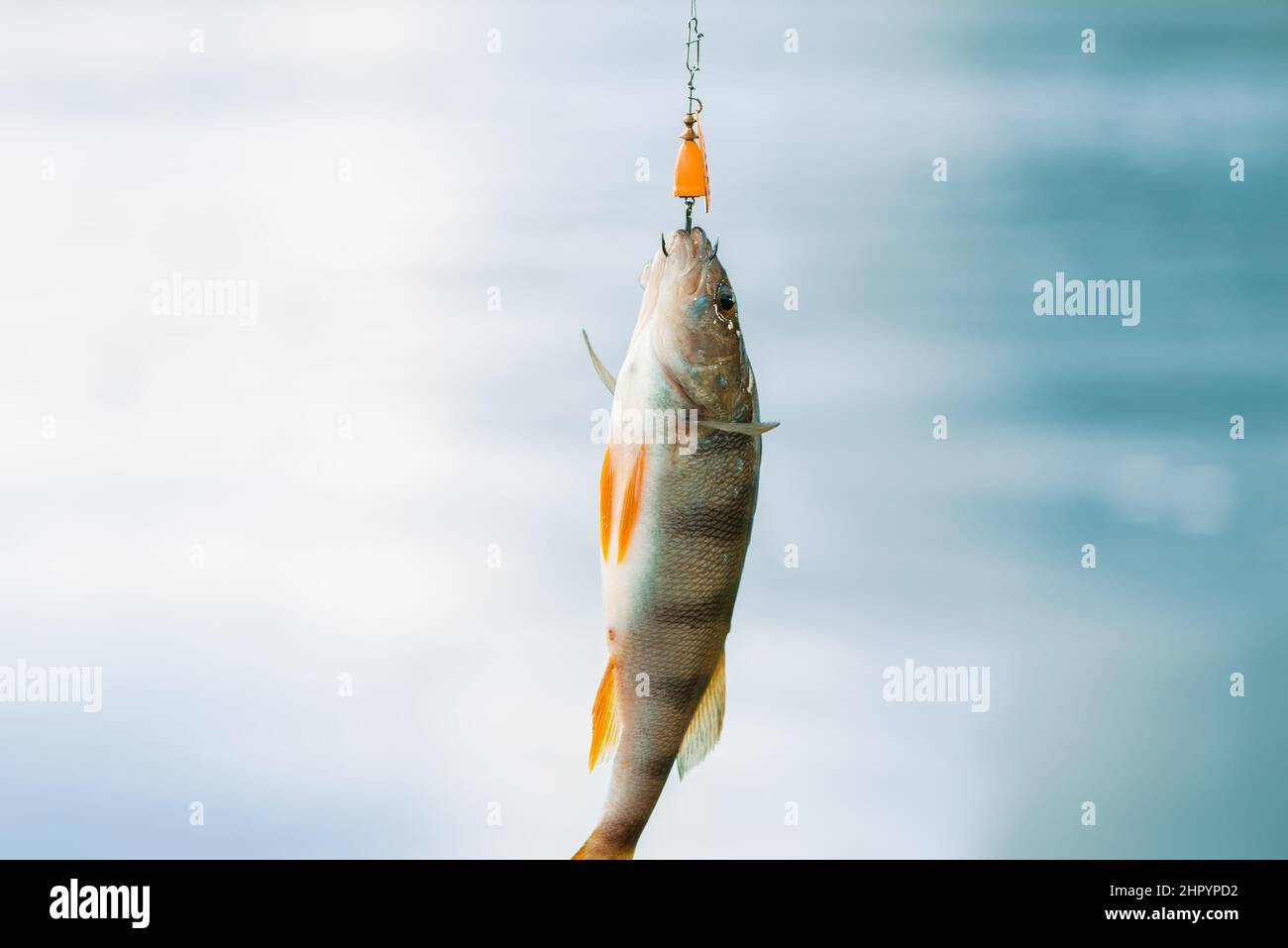 Predatory fish hi-res stock photography and images - Alamy