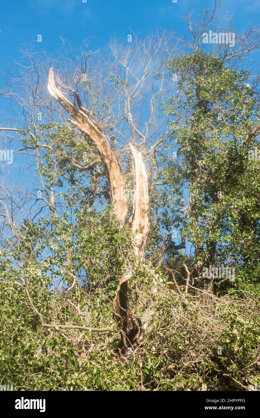 Wind damaged tree hi-res stock photography and images - Alamy