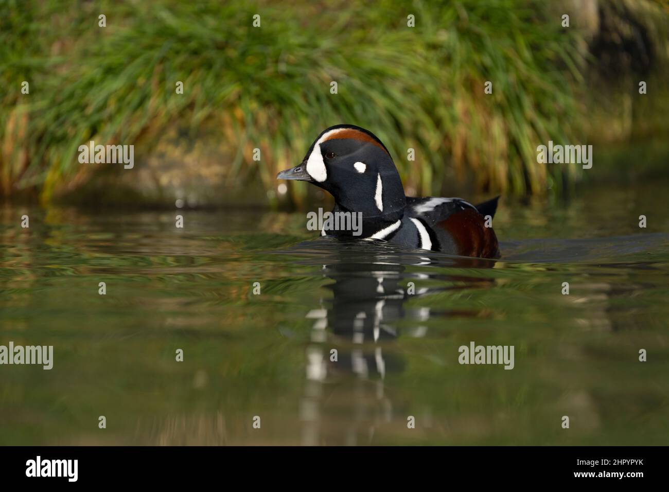 Harlequin effect hi-res stock photography and images - Alamy