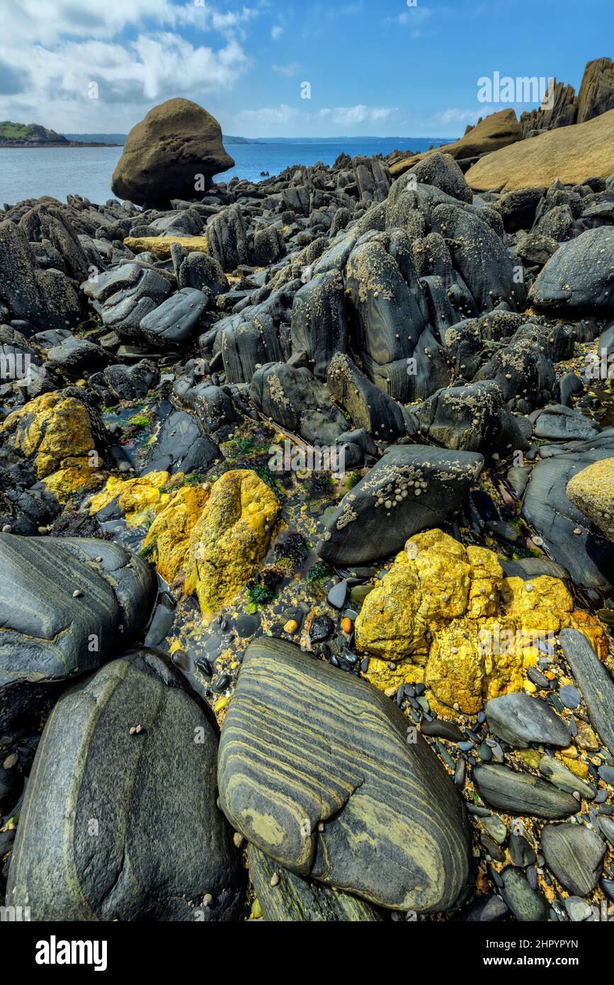 Milliau Island hornfels. Very old metamorphic rocks, dating from the ...